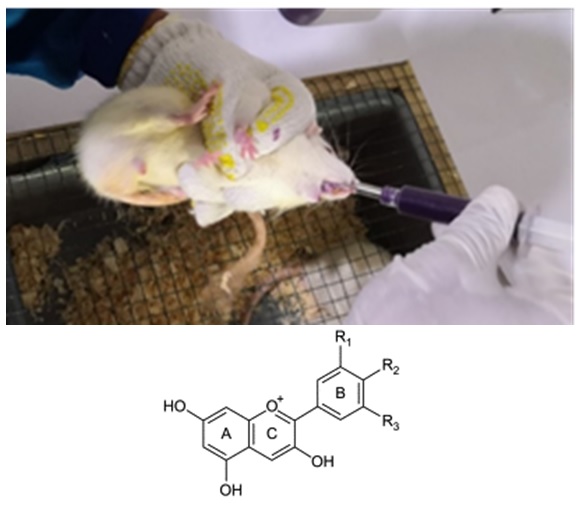 Antioxidant effect of purple sweet potato (Ipomoea batatas var. Antin 3 ...
